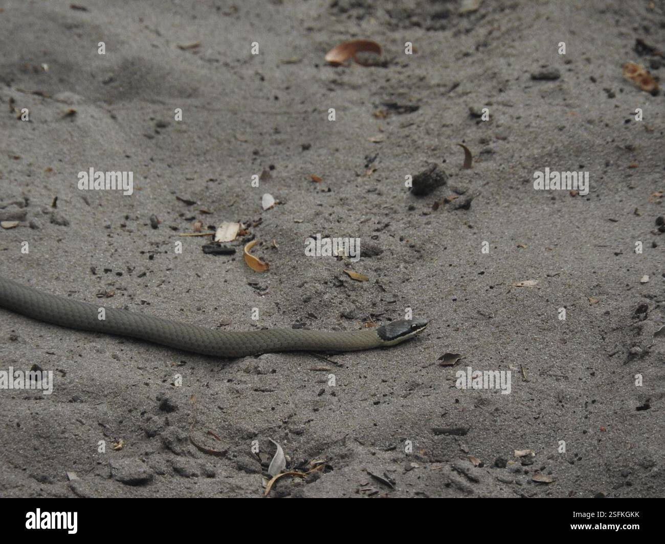 Crowned Snake (Elapognathus coronatus), Reptilia, Bremer Bay WA 6338 ...