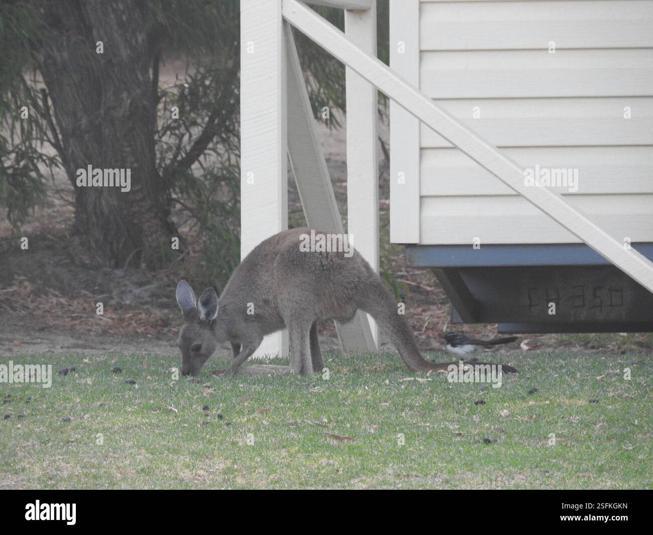 Western Grey Kangaroo (Macropus fuliginosus), Mammalia, 12 Bald Island ...