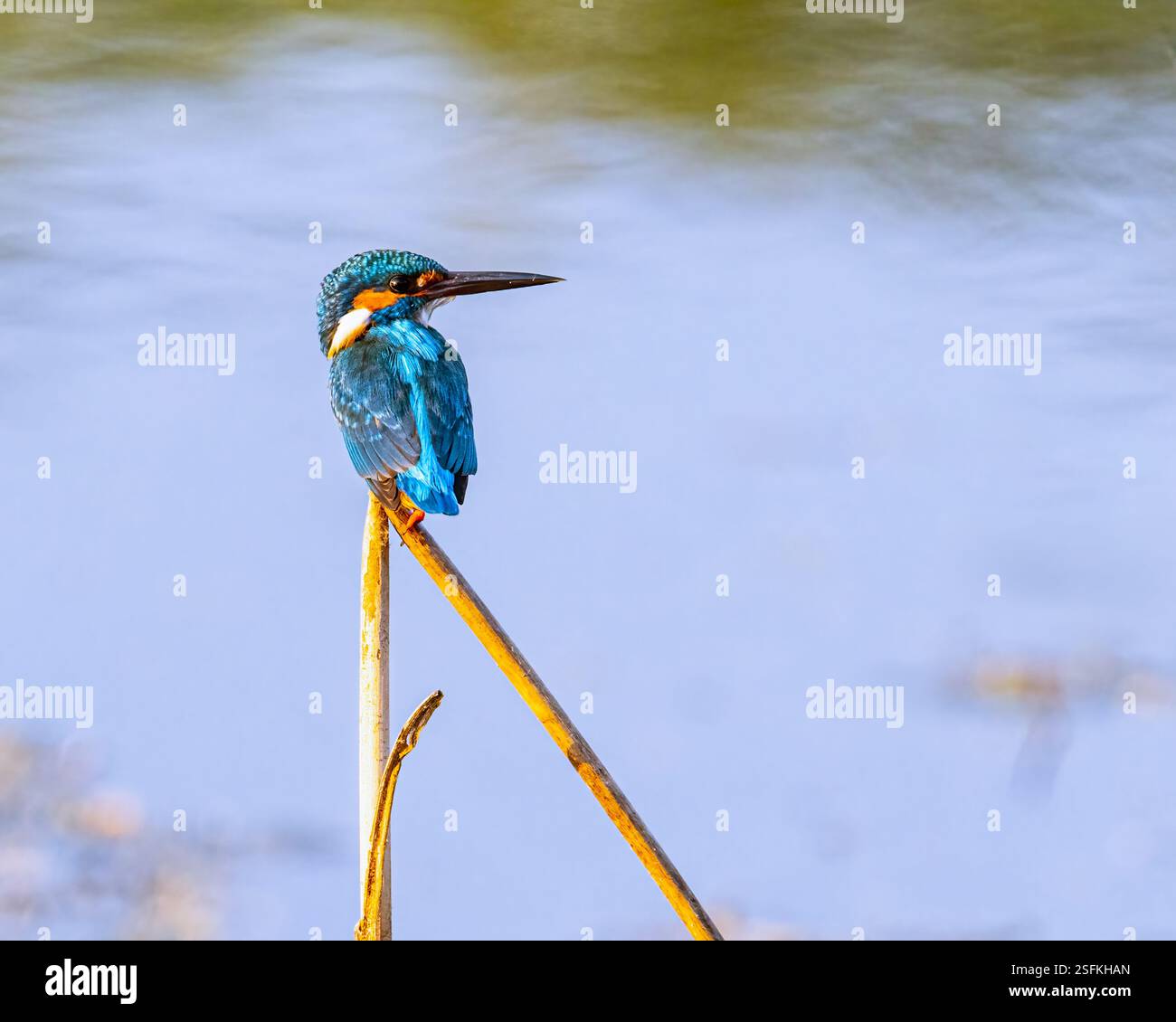 A Common Kingfisher looking side way Stock Photo - Alamy