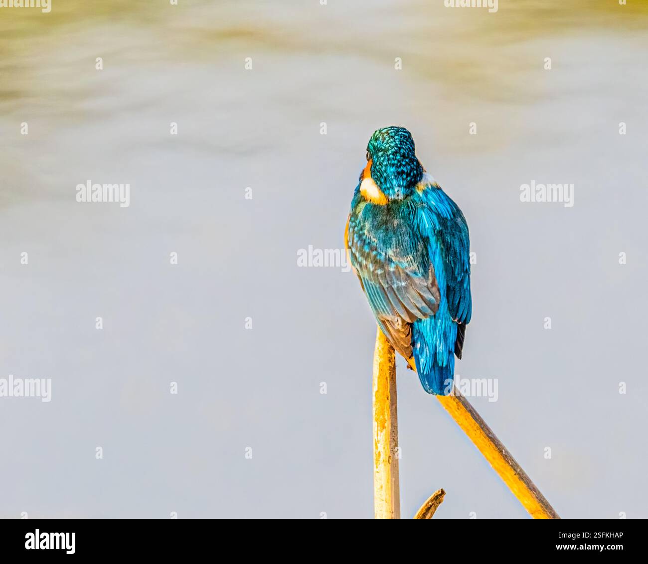 Back of a Common Kingfisher Stock Photo - Alamy