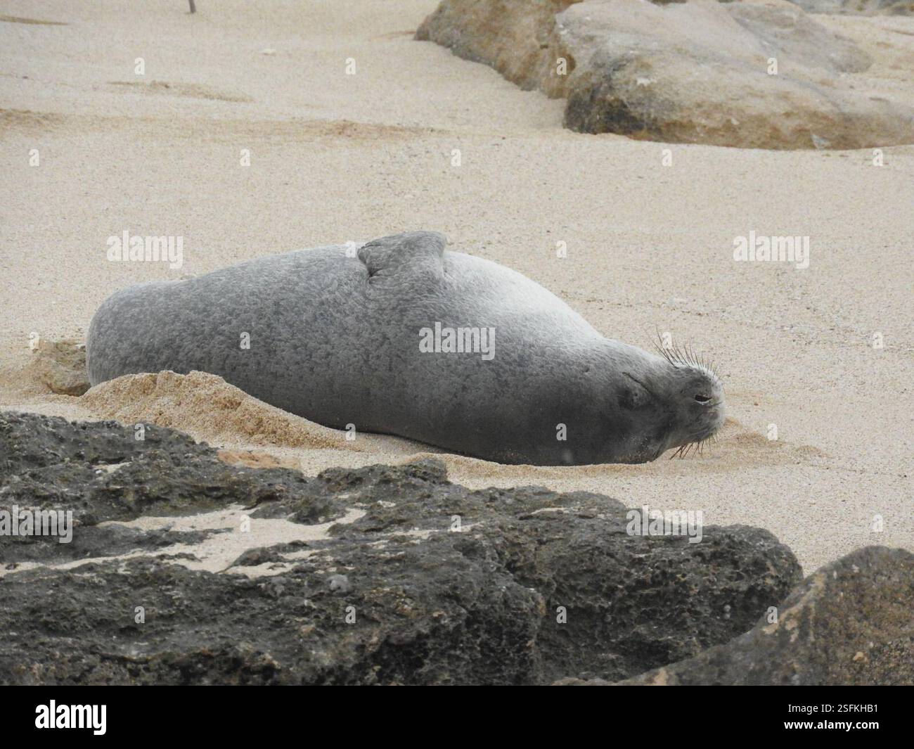 Hawaiian Monk Seal (Neomonachus schauinslandi), Mammalia, Honolulu ...