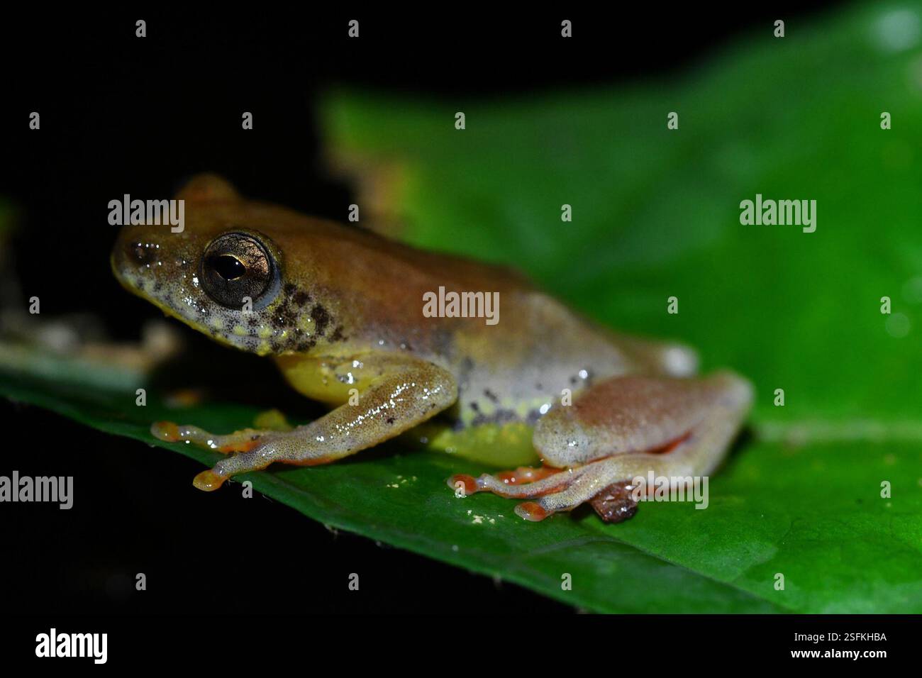 Variable Montane Reed Frog (Hyperolius picturatus), Amphibia, Cavally ...