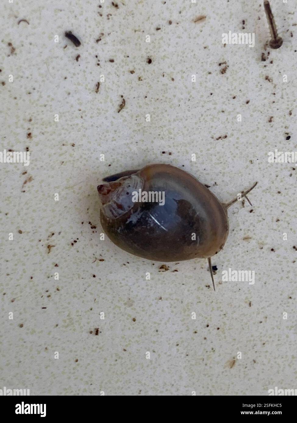 Bladder Snails (Physidae), Mollusca, Florida, US Stock Photo - Alamy