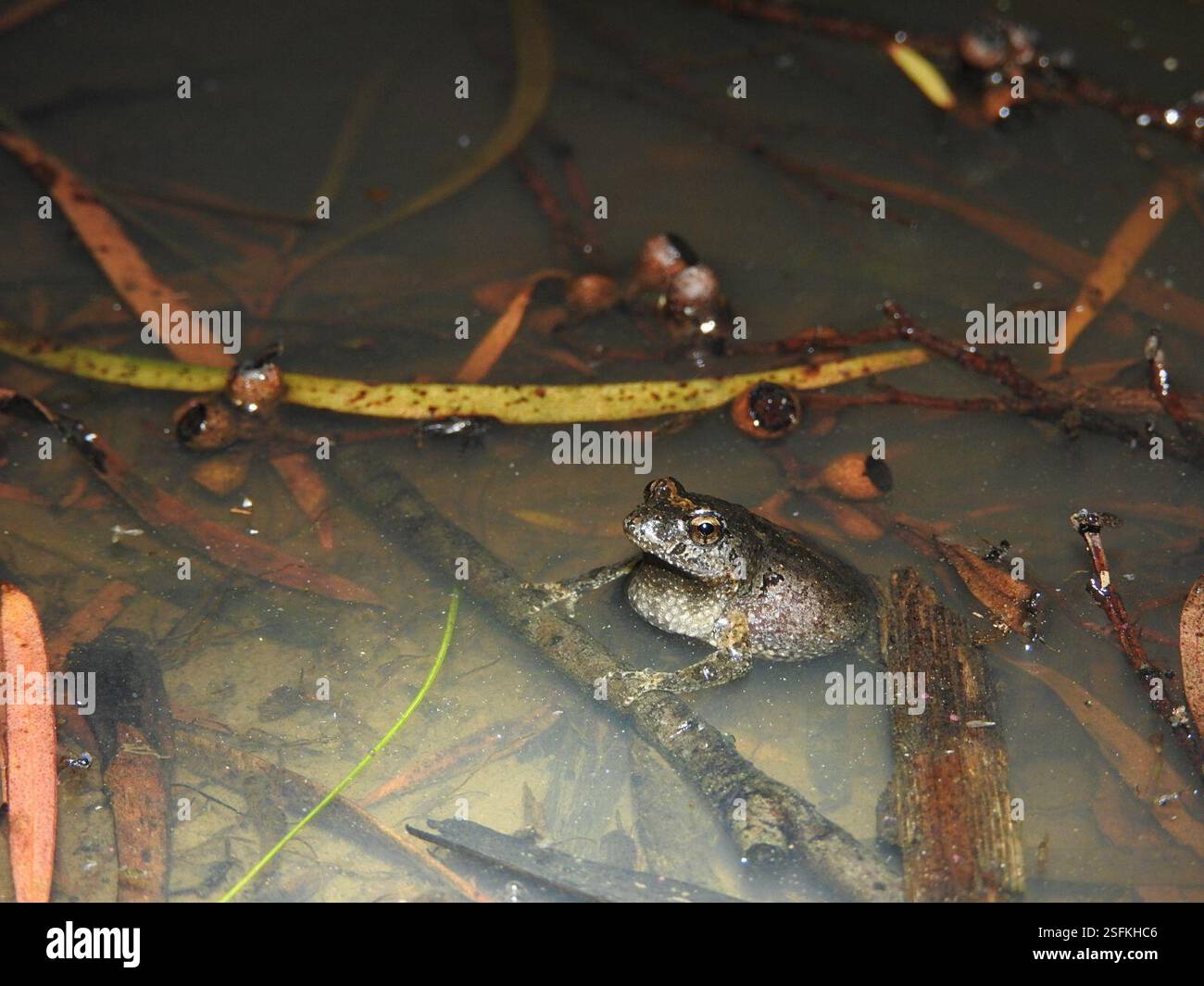 Common Eastern Froglet (Crinia signifera), Amphibia, Hobart TAS ...