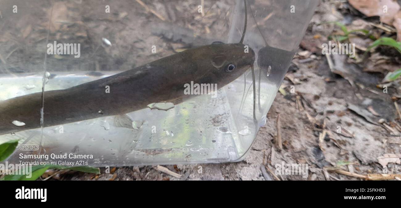 Pale Catfish (Rhamdia guatemalensis), Actinopterygii, Antón, Panamá ...