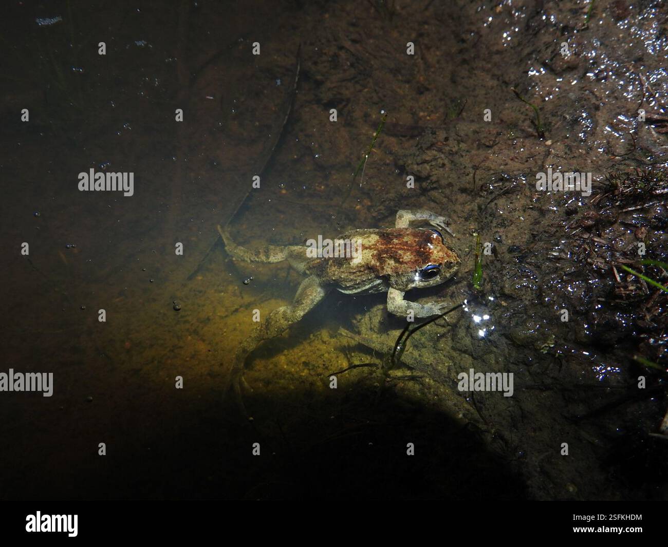 Common Eastern Froglet (Crinia signifera), Amphibia, Hobart TAS ...