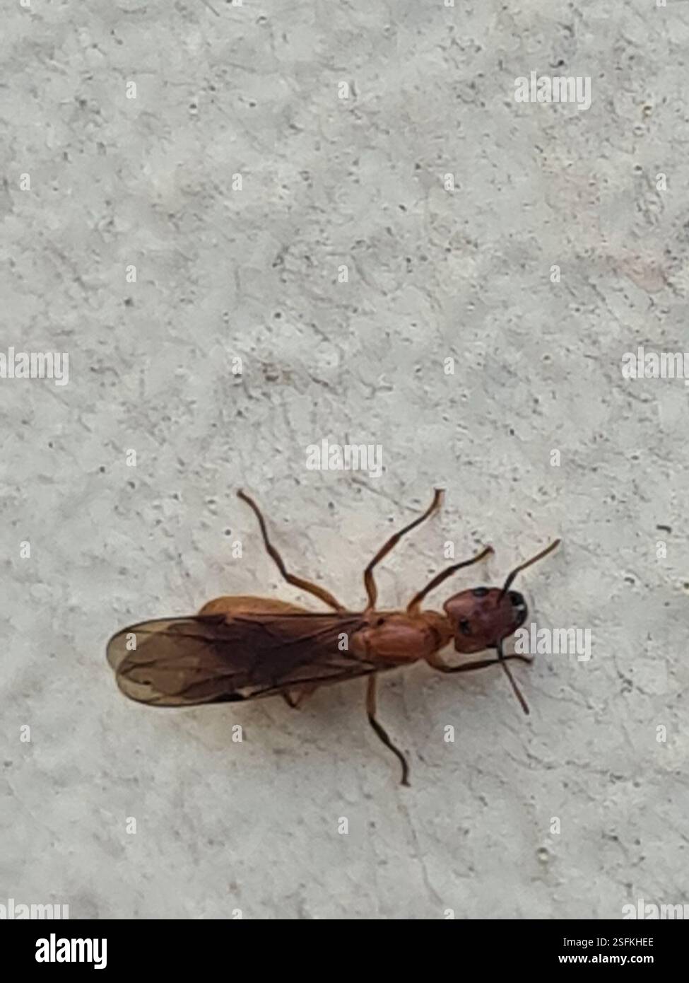 Cecropia Ants and Allies (Azteca), Insecta, Kwakoegron, Suriname Stock ...