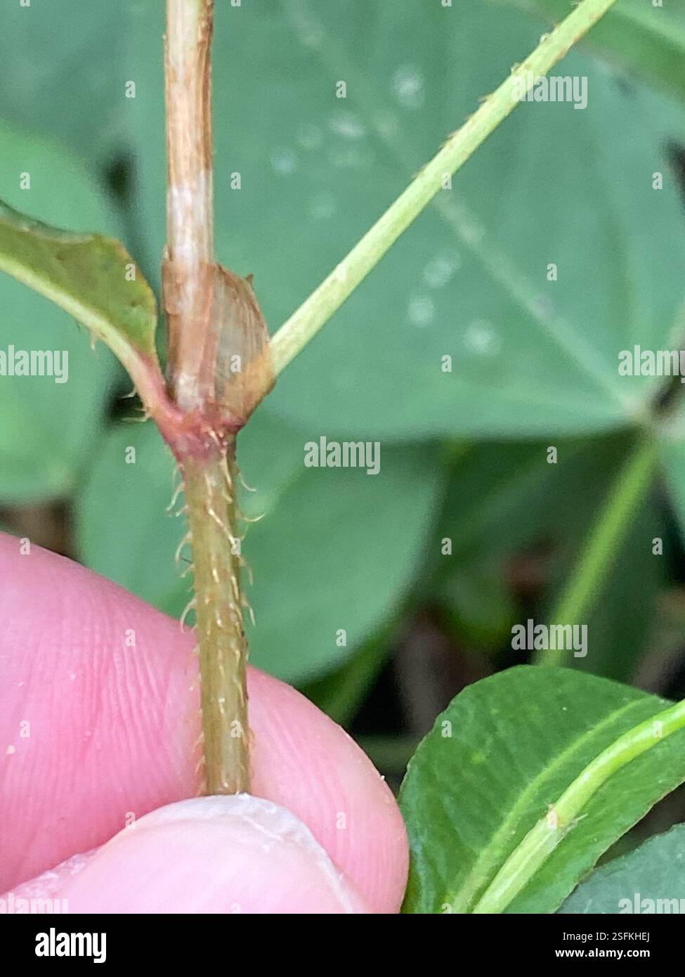 spotted knotweed (Persicaria strigosa), Plantae, Southeast Outer ...