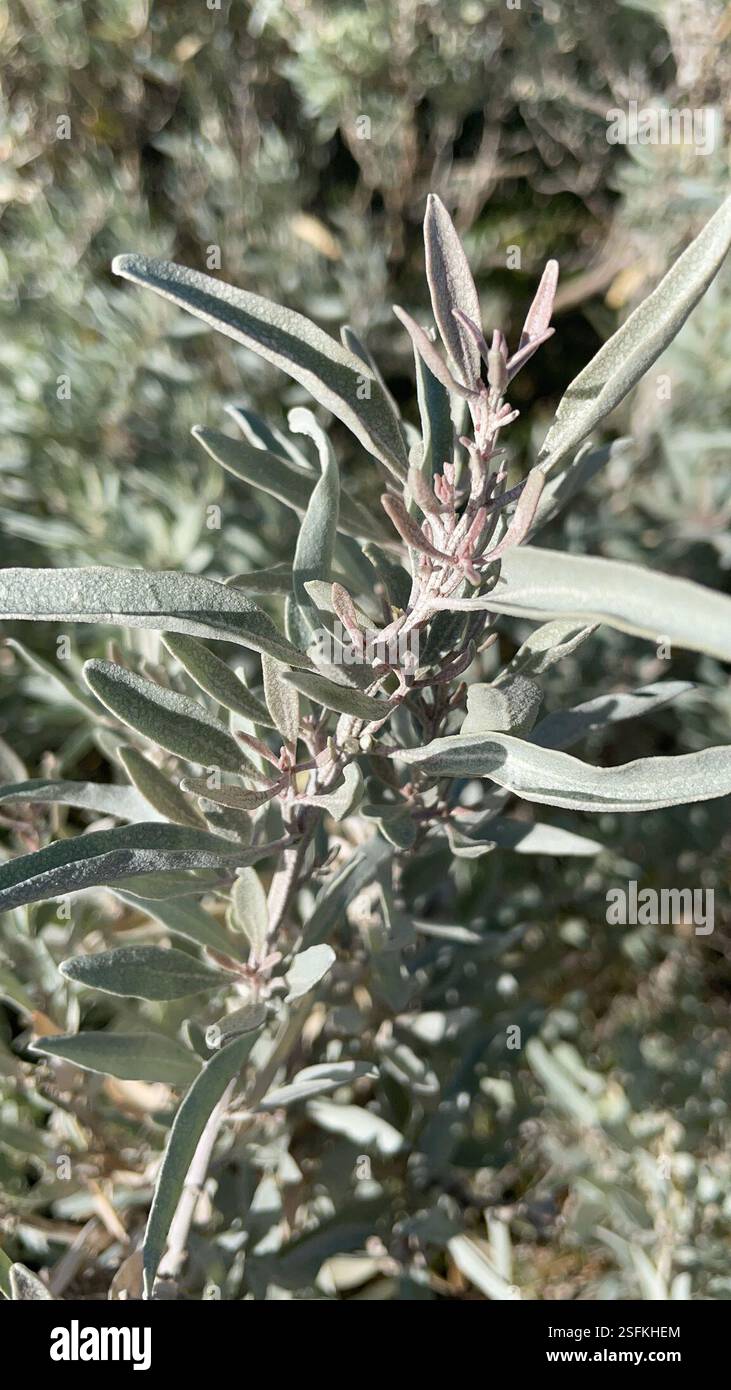Grey Saltbush (Atriplex cinerea), Plantae, Melbourne VIC, Australia ...