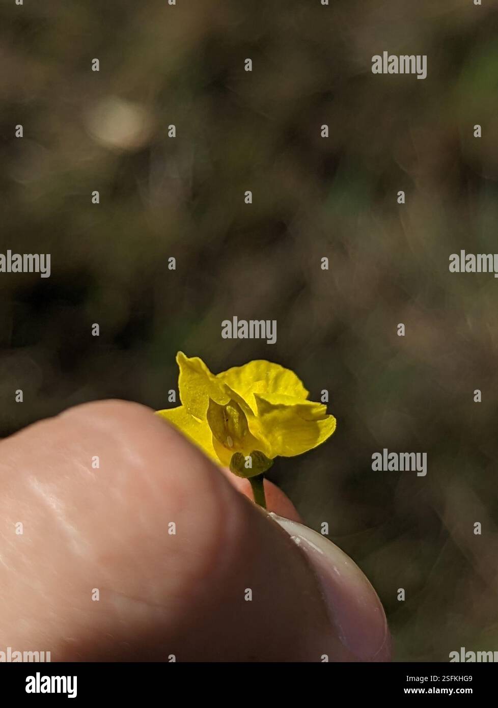 swollen bladderwort (Utricularia inflata), Plantae, Volusia County, US ...