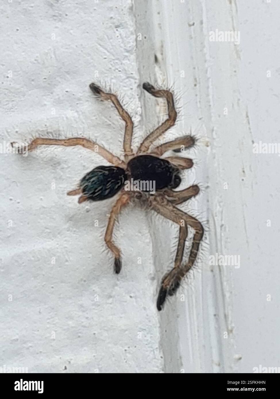 Yellow-kneed Skeleton Tarantula (Ephebopus murinus), Arachnida ...