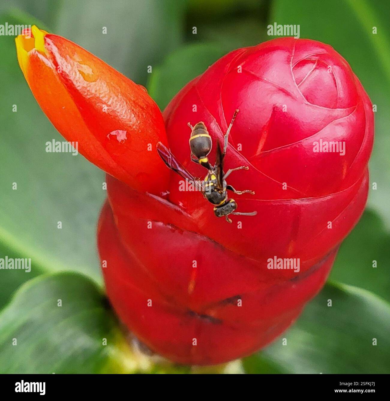 Small Paper Wasps (Ropalidia), Insecta, Santa Theresa, Bagamanoc ...