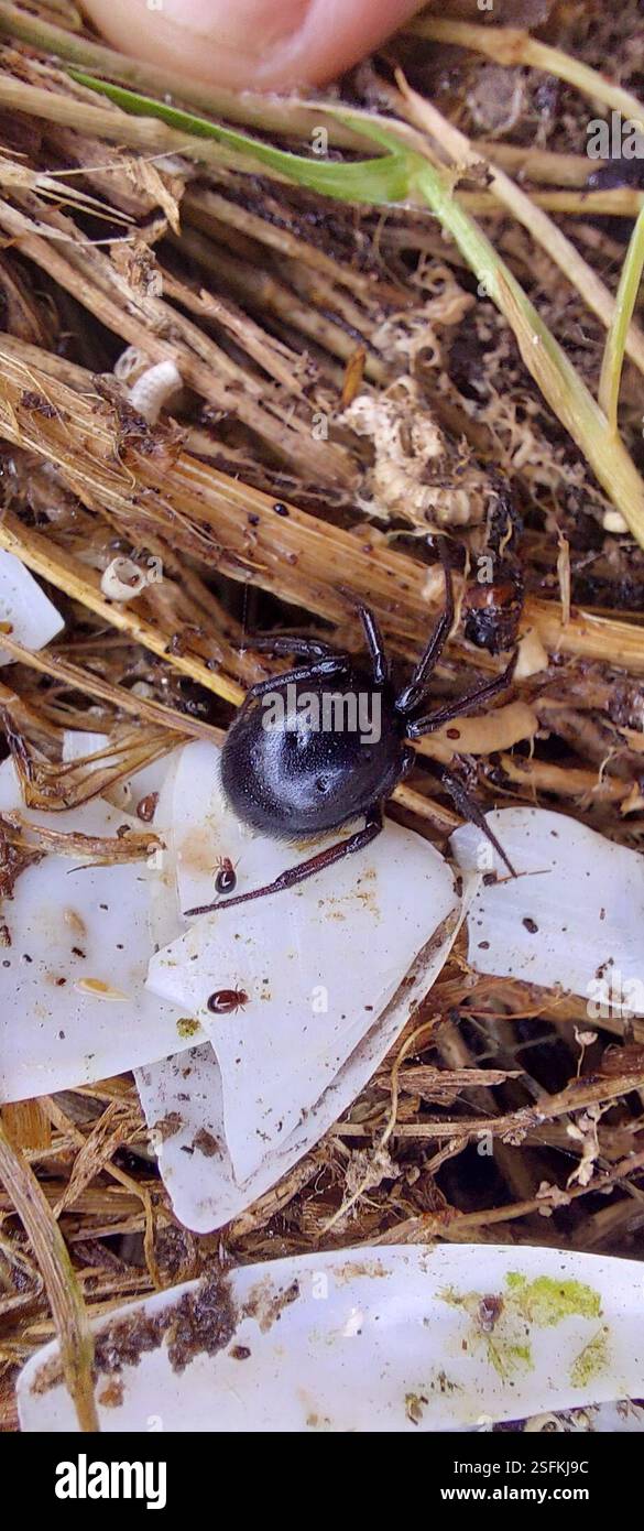Black Cobweb Spider (Steatoda capensis), Arachnida, Chatham Islands ...