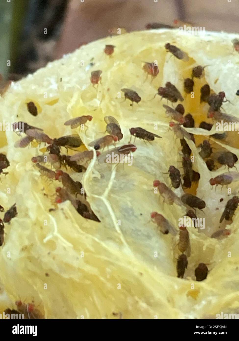 African Fig Fly (Zaprionus indianus), Insecta, Tree Tops Park, Davie ...