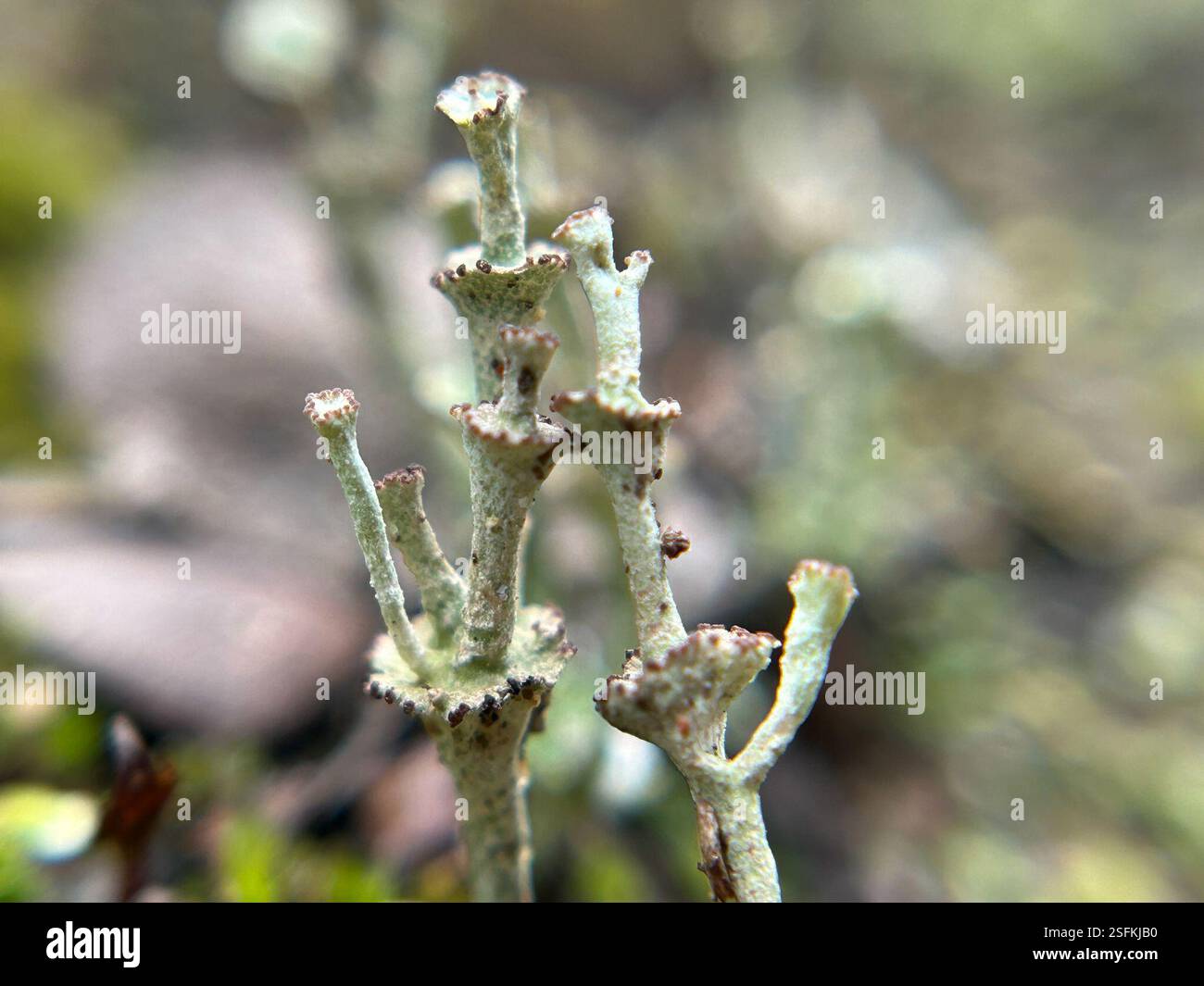 Ladder Lichen (Cladonia verticillata), Fungi, Montaña de Oro State Park ...