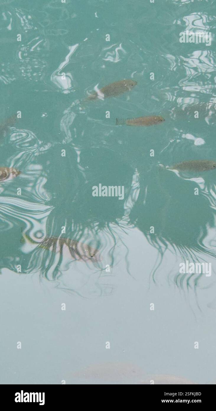 Ray-finned Fishes (Actinopterygii), Actinopterygii, California, US ...