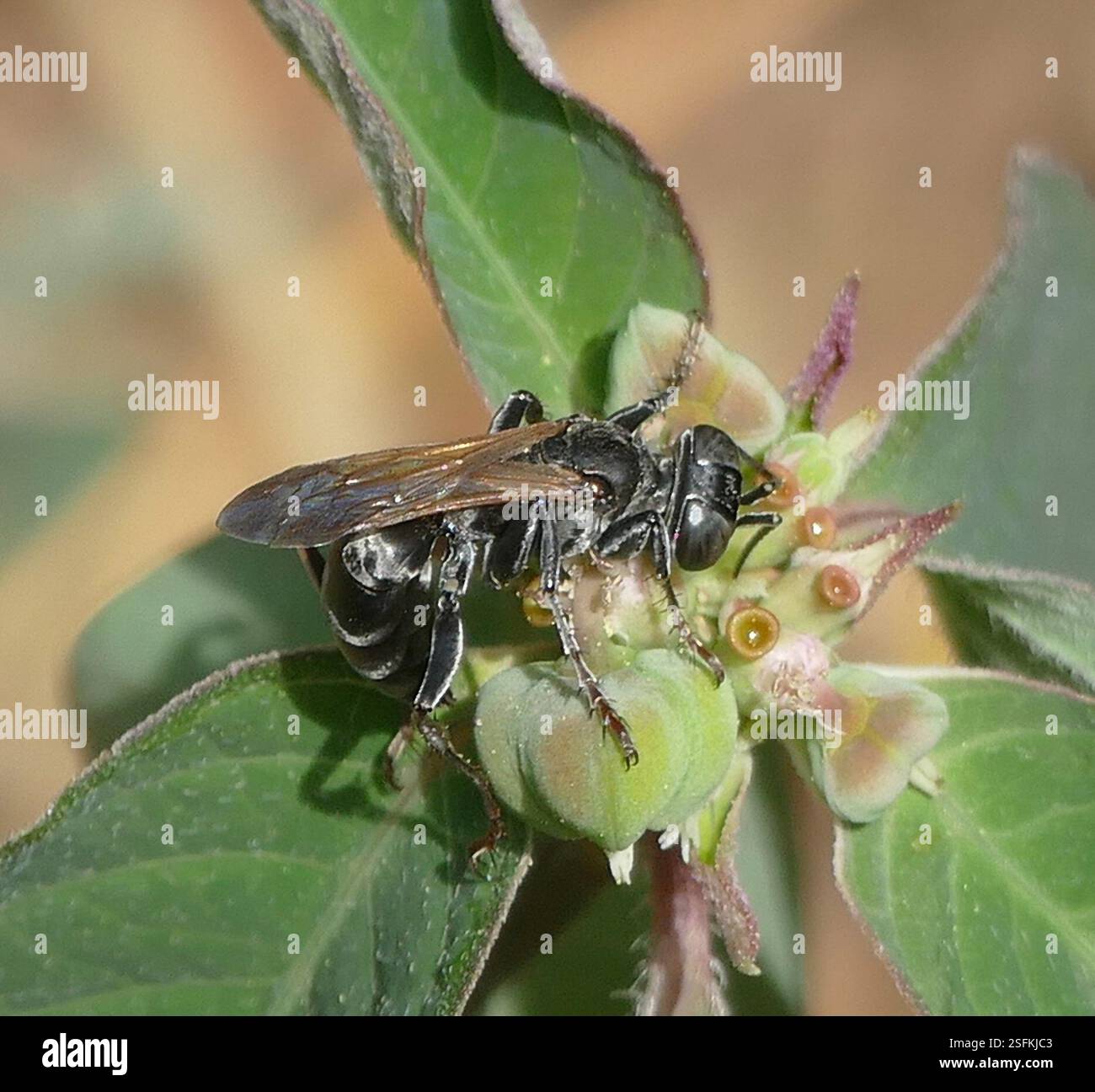 (Liris), Insecta, Santo Antão, Cape Verde, CV Stock Photo - Alamy