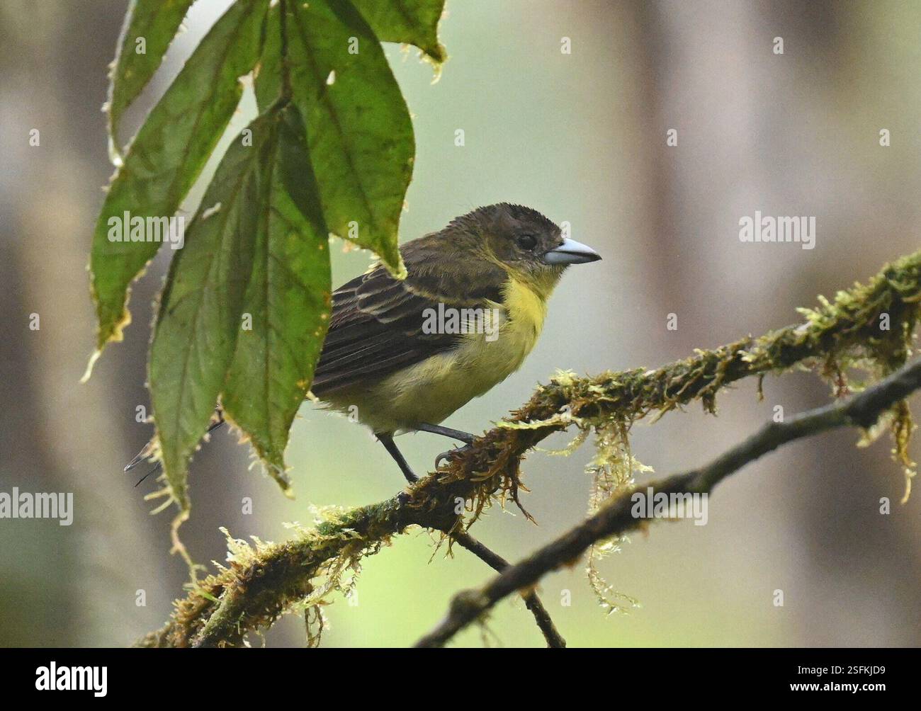 Flame-rumped Tanager (Ramphocelus flammigerus), Aves, Amagusa Preserva ...