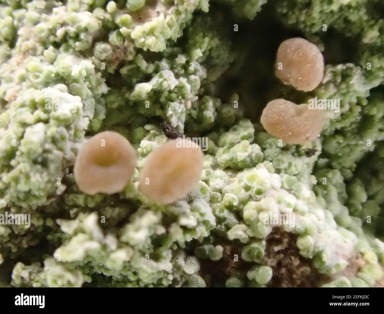 Brown Beret Lichen (Baeomyces rufus), Fungi, 35039 Marburg, Deutschland ...