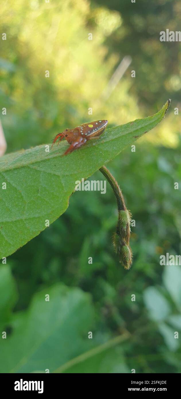 Common Triangular Spider (Arkys lancearius), Arachnida, Guanaba ...