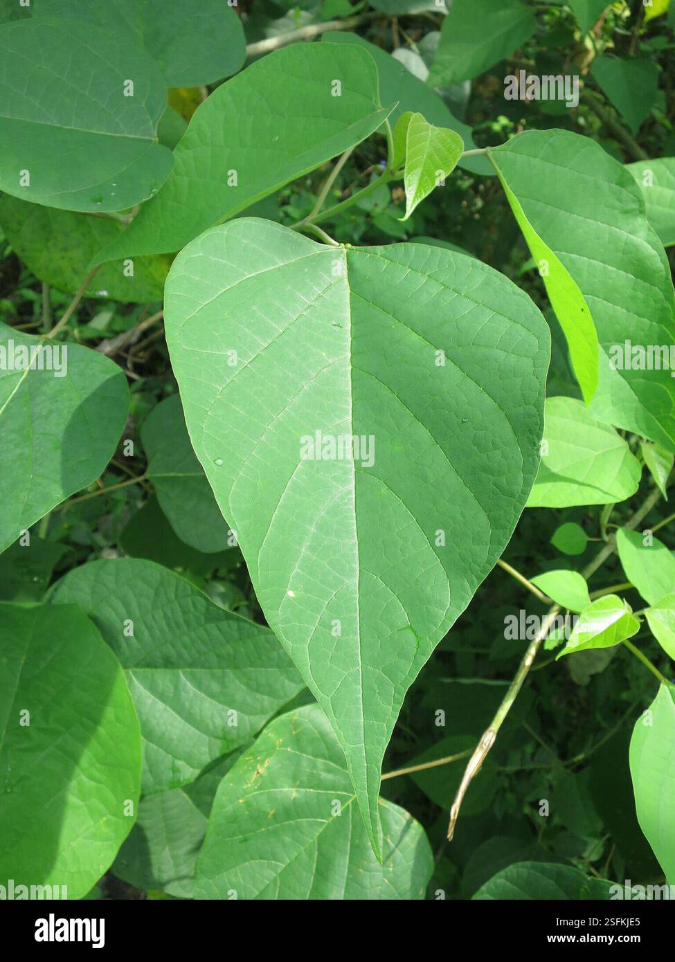 Kashmir tree (Gmelina arborea), Plantae, Mé-Zóchi, São Tomé e Príncipe ...