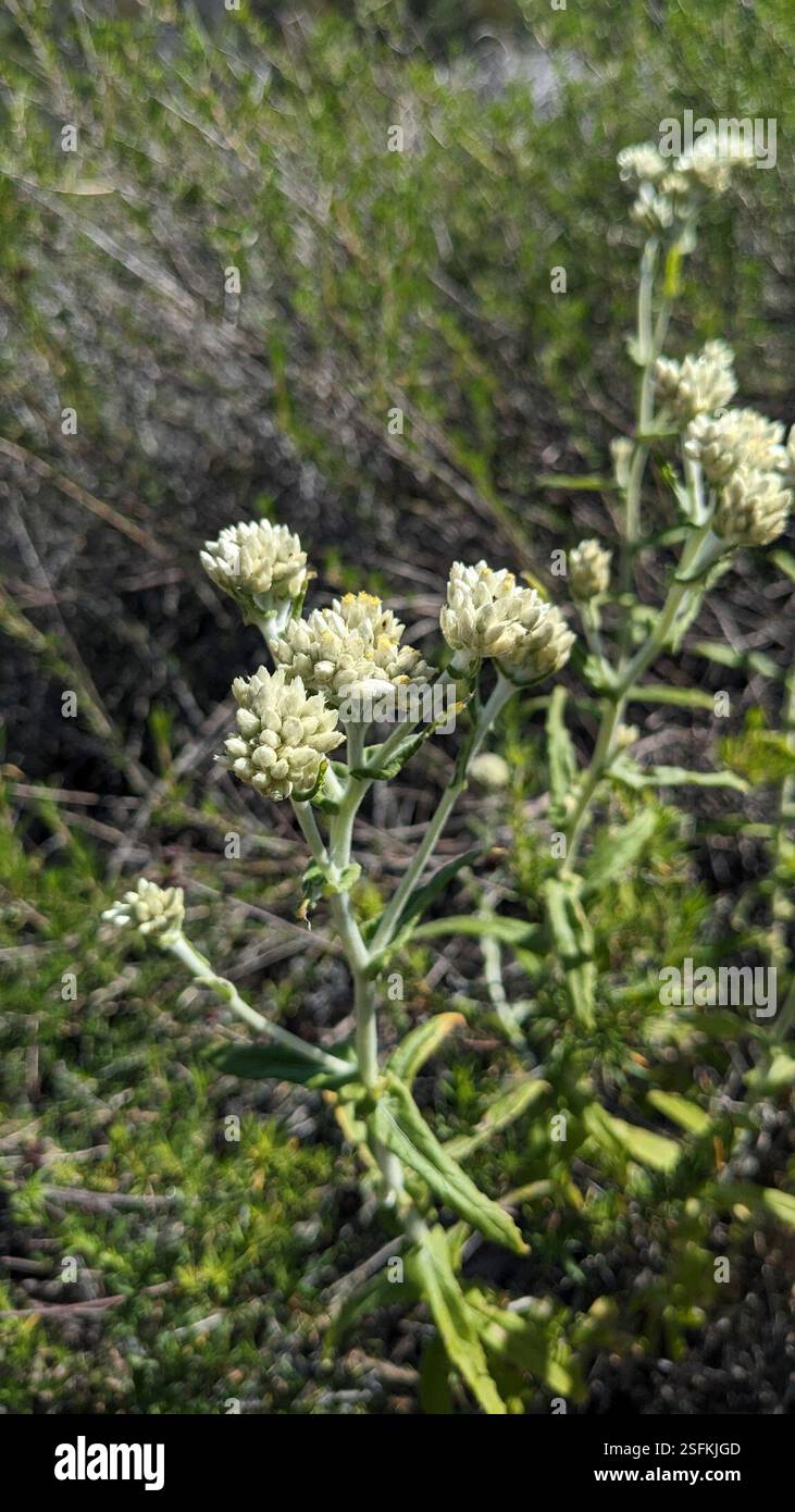 two-color rabbit tobacco (Pseudognaphalium biolettii), Plantae, Summit ...