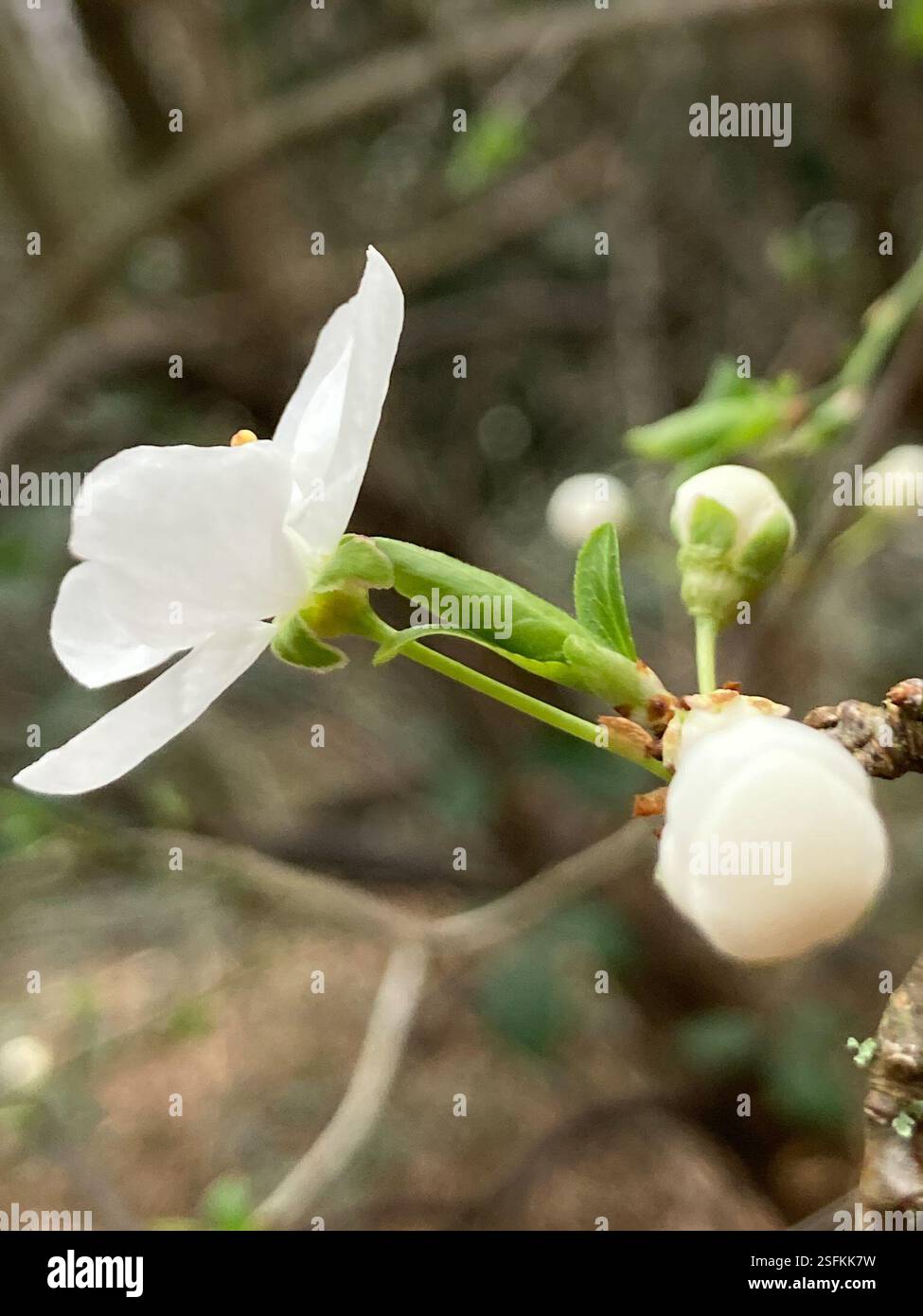Cherry-plum (Prunus cerasifera), Plantae, Sheen Common Dr, Richmond ...