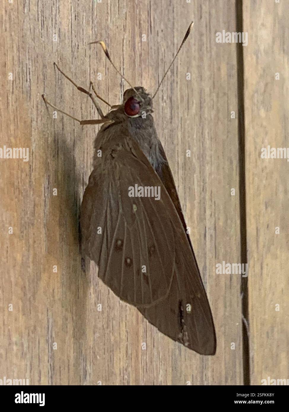 Coconut Skipper (Hidari irava), Insecta, Straße von Malakka, Trang, TH ...