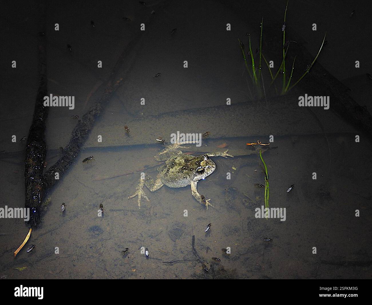 Common Eastern Froglet (Crinia signifera), Amphibia, Hobart TAS ...
