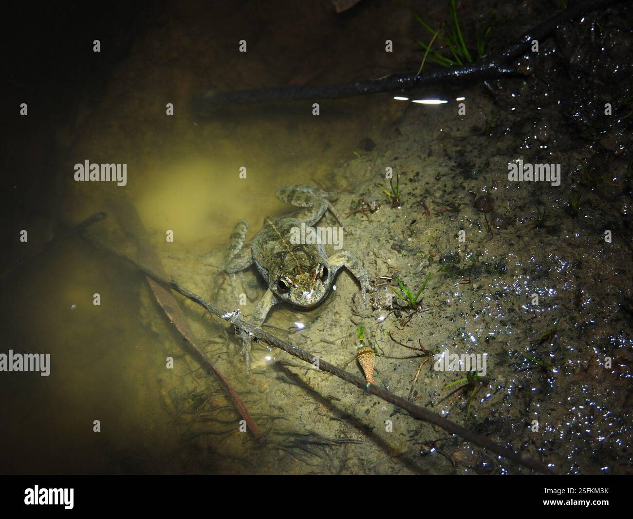 Common Eastern Froglet (Crinia signifera), Amphibia, Hobart TAS ...