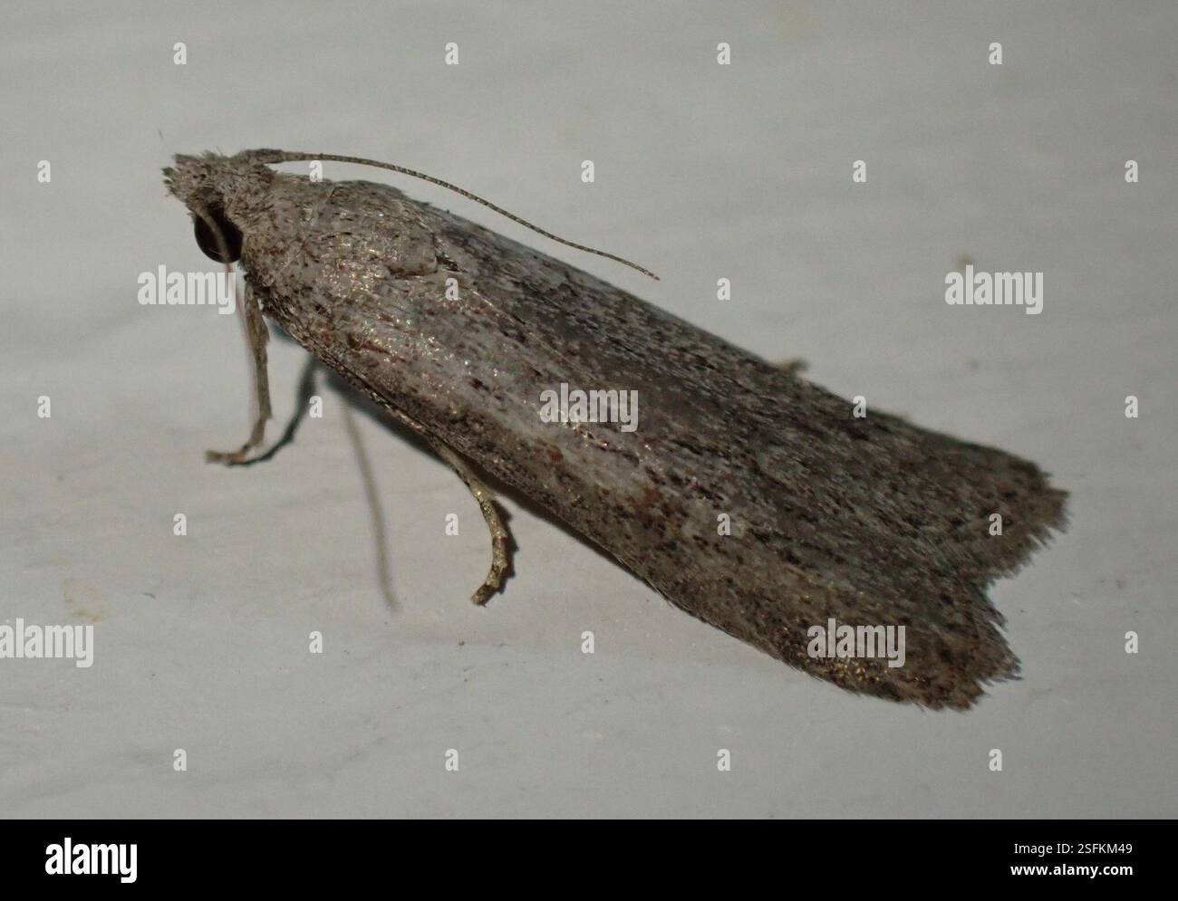 Butterflies and Moths (Lepidoptera), Insecta, Santo Antão, Cape Verde ...