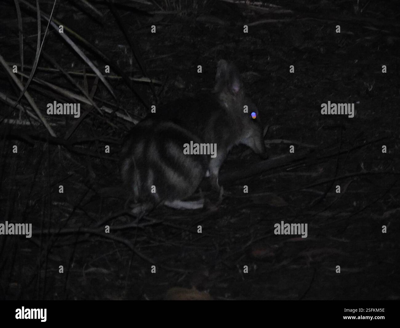 Eastern Barred Bandicoot (Perameles gunnii), Mammalia, Hobart TAS ...