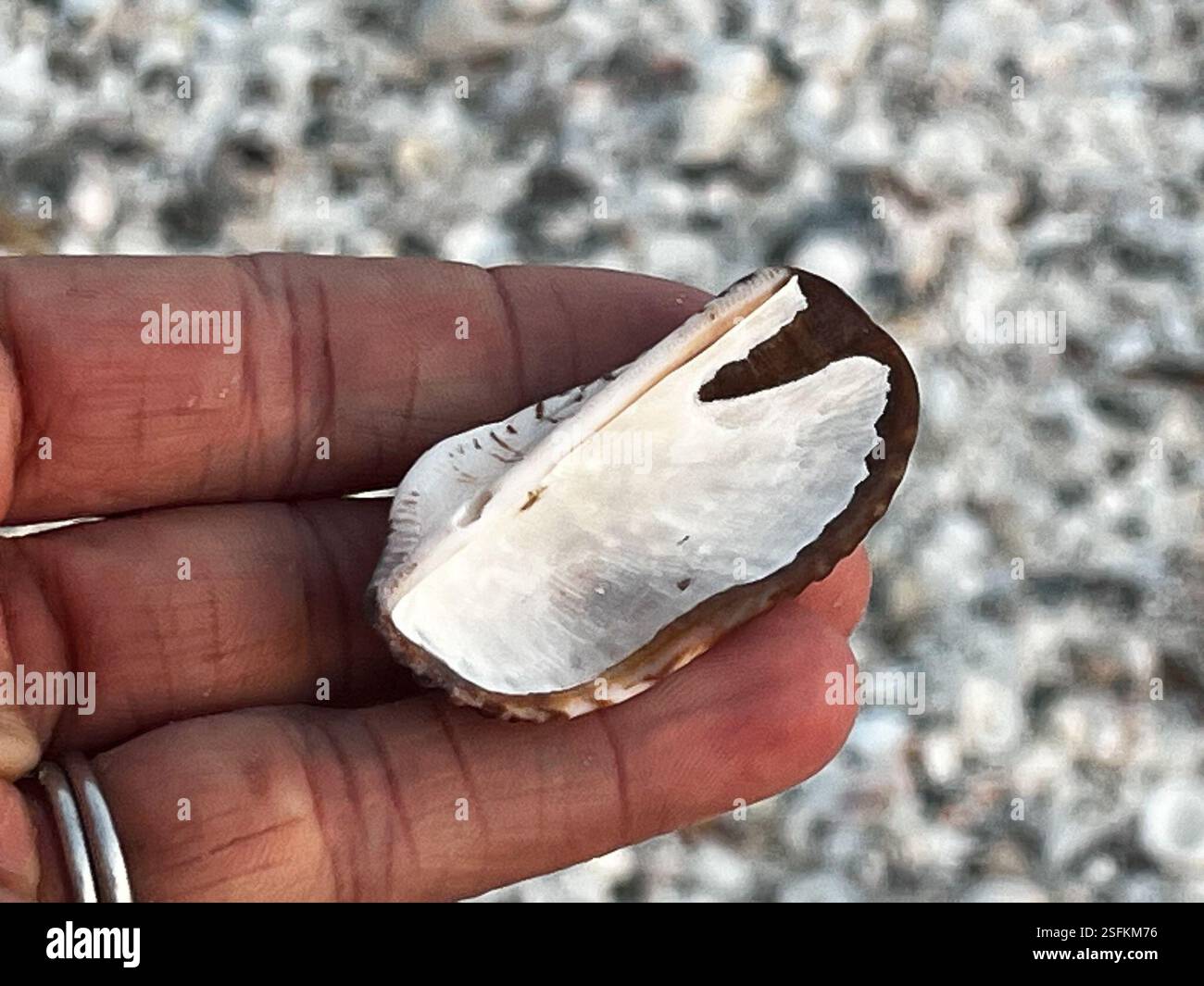 Turkey Wing (Arca zebra), Mollusca, Little Hickory Island, Bonita ...