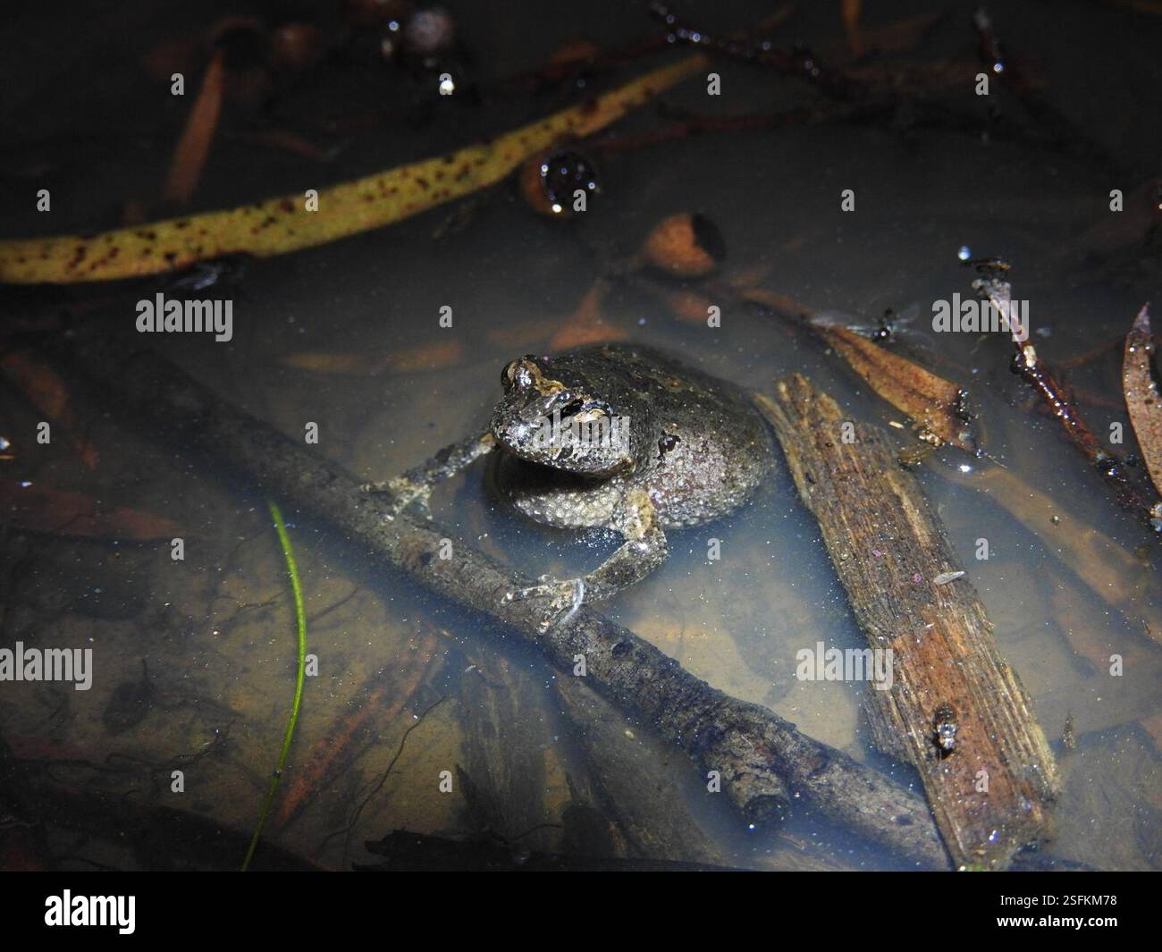 Common Eastern Froglet (Crinia signifera), Amphibia, Hobart TAS ...
