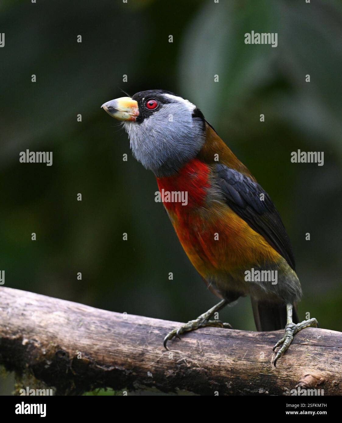Toucan Barbet (Semnornis ramphastinus), Aves, Pichincha, EC Stock Photo ...