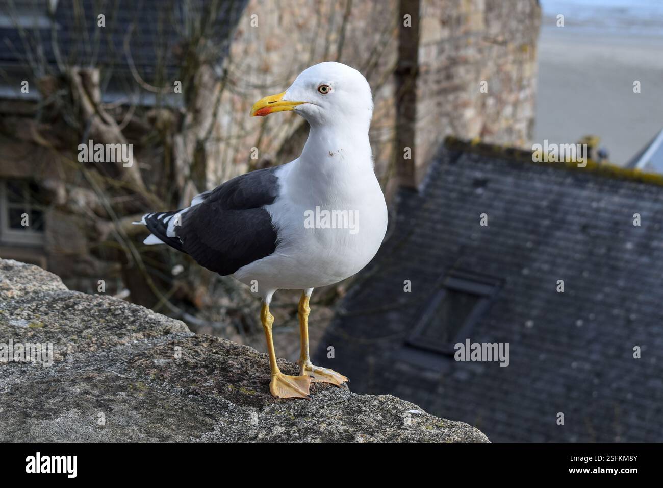 A seagull perched on a stone wall at Mont Saint Michel, France, with ...