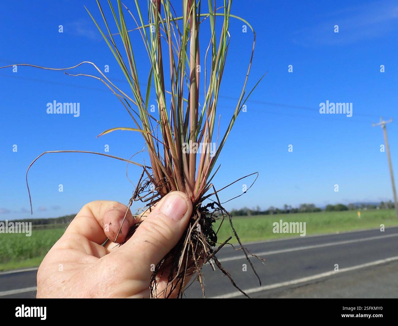 mexican sprangletop (Diplachne fusca uninervia), Plantae, Woodburn, nsw ...