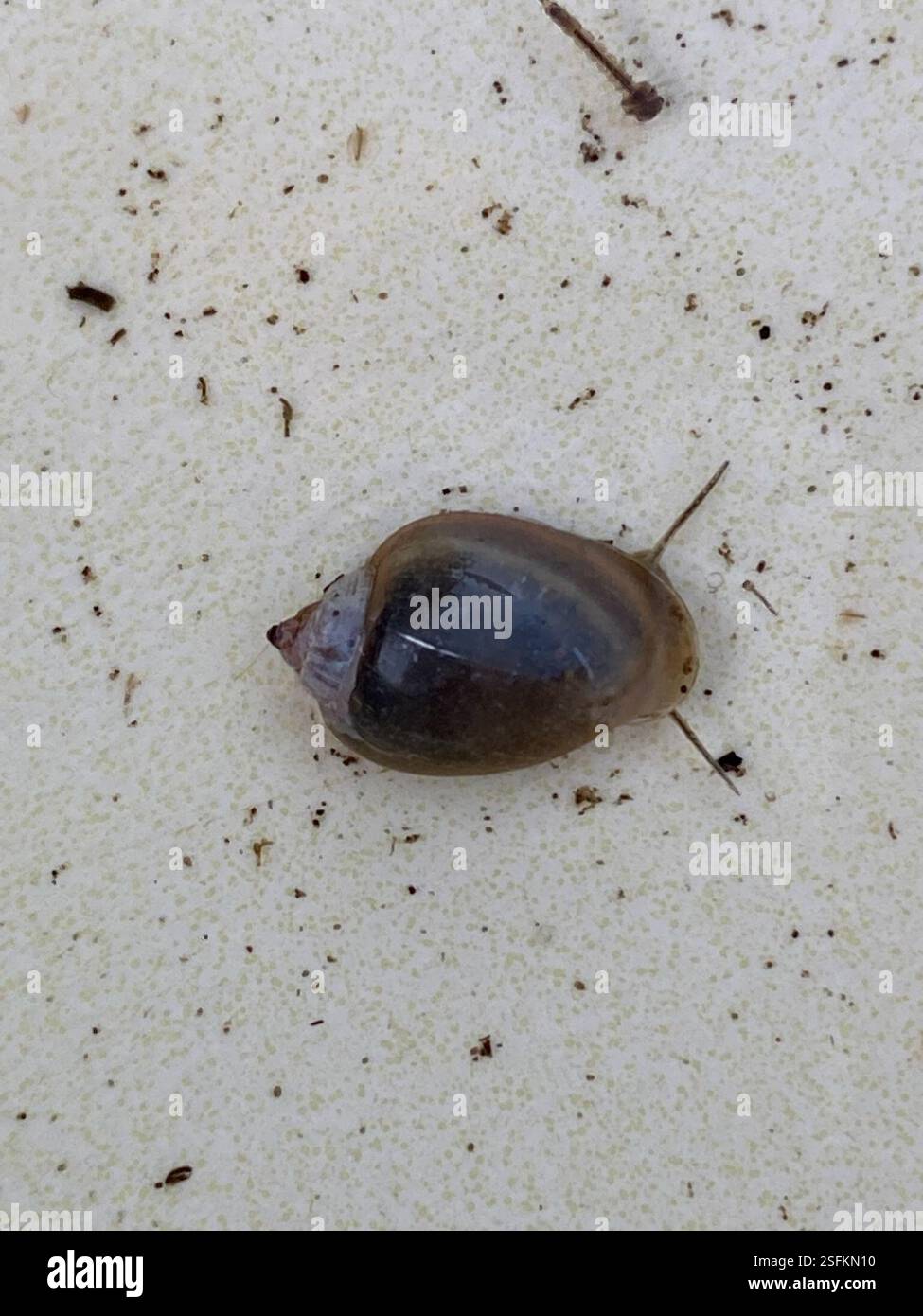 Bladder Snails (Physidae), Mollusca, Florida, US Stock Photo - Alamy