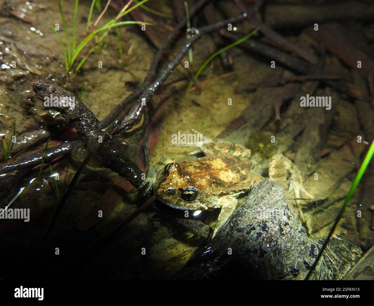 Common Eastern Froglet (Crinia signifera), Amphibia, Hobart TAS ...