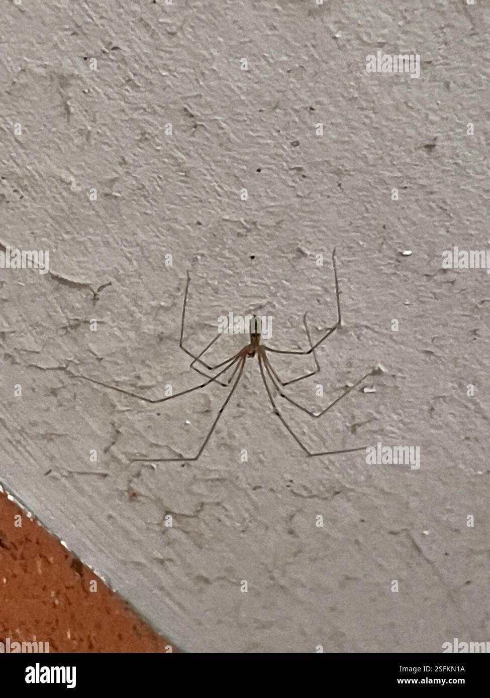 Cellar Spiders (Pholcidae), Arachnida, Rubida Dr, Langwarrin, VIC, AU ...