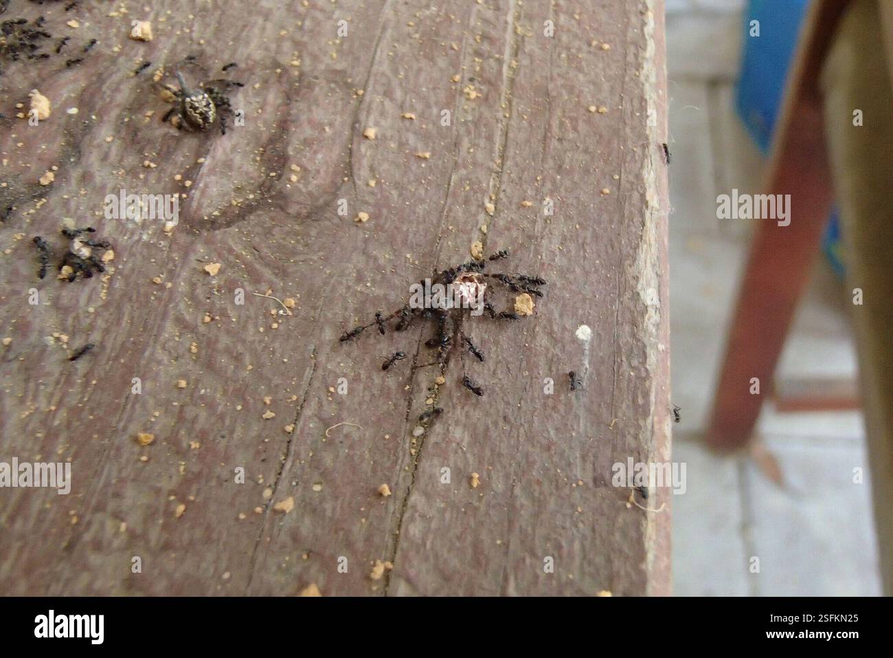 (Ochetellus), Insecta, 62 Railway Parade, Wentworth Falls NSW 2782, Australia, Something ...