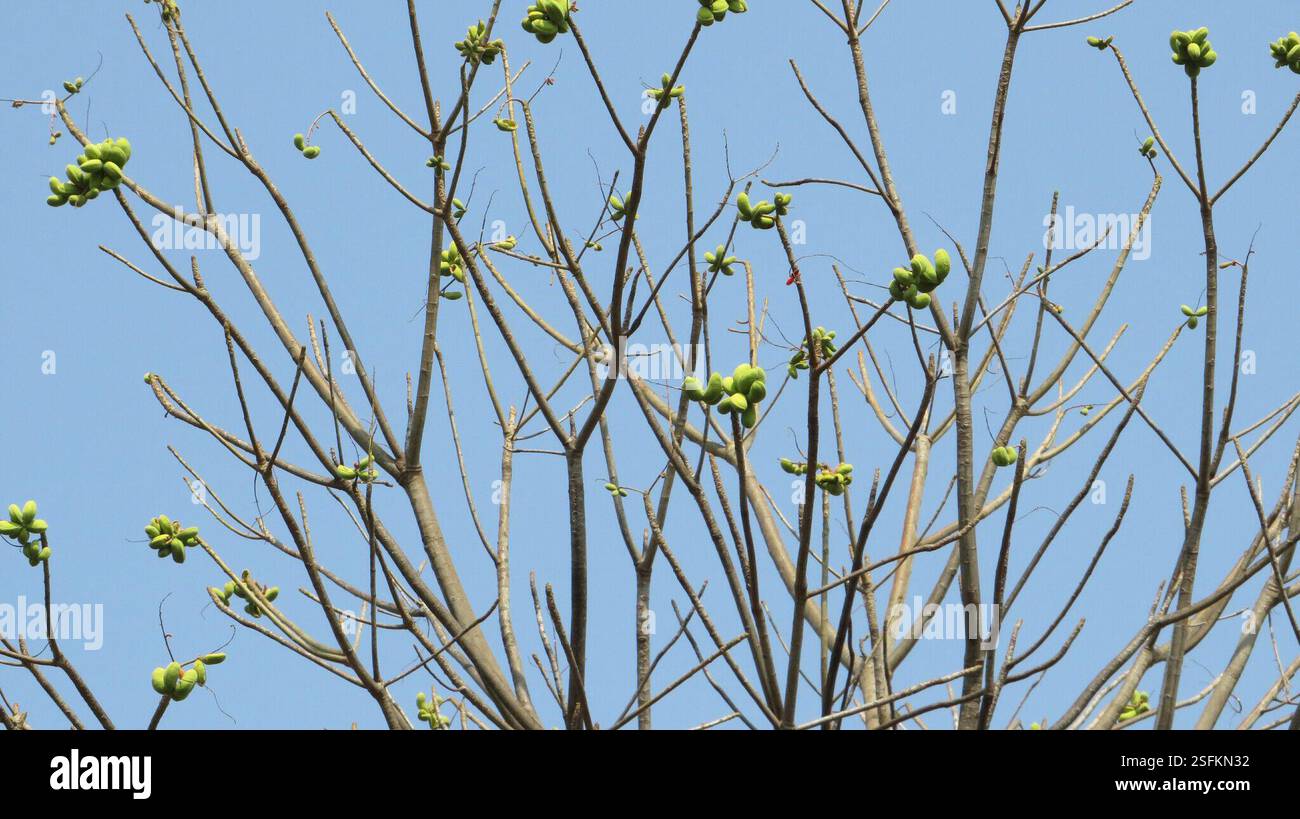 Opposite Leaf Fig (Ficus hispida), Plantae, Чианг Май, Таиланд Stock ...