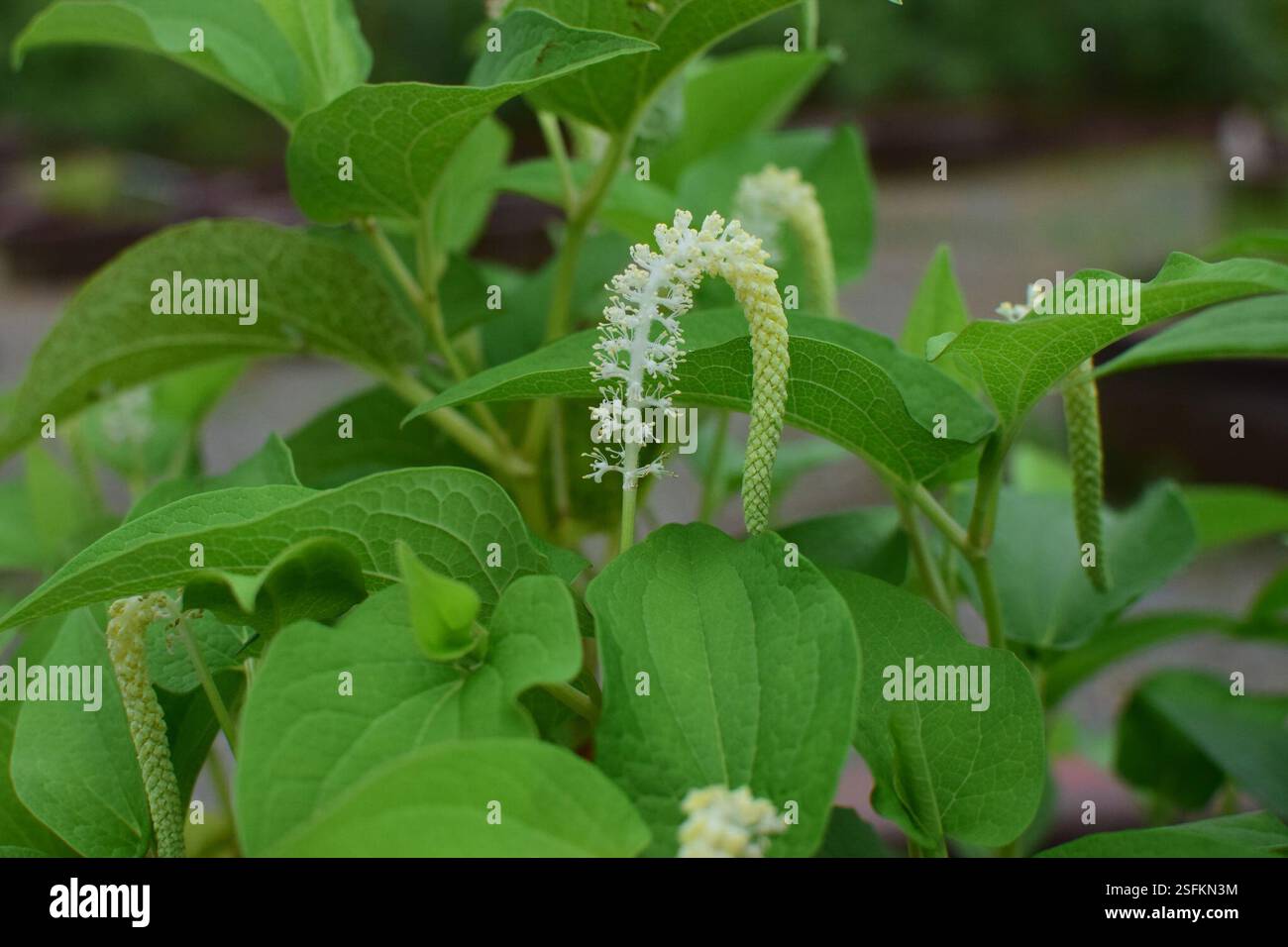 Asian Lizard's Tail (Saururus chinensis), Plantae, 中国浙江省杭州市西湖区 Stock ...
