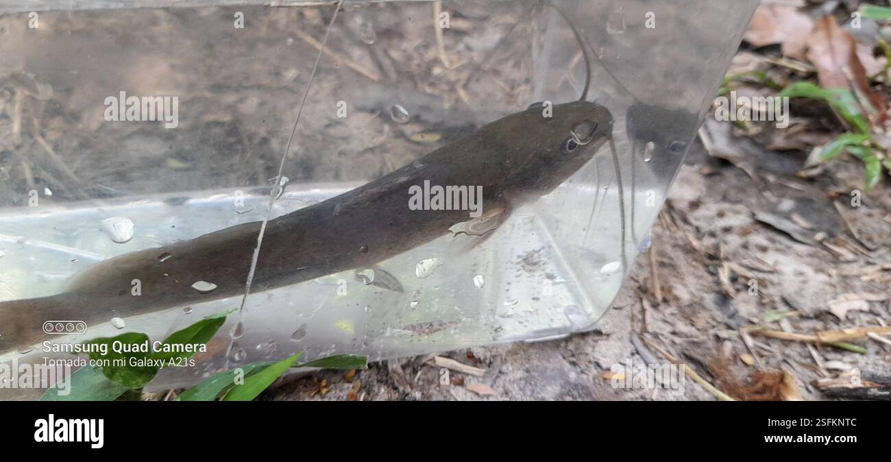 Pale Catfish (Rhamdia guatemalensis), Actinopterygii, Antón, Panamá ...