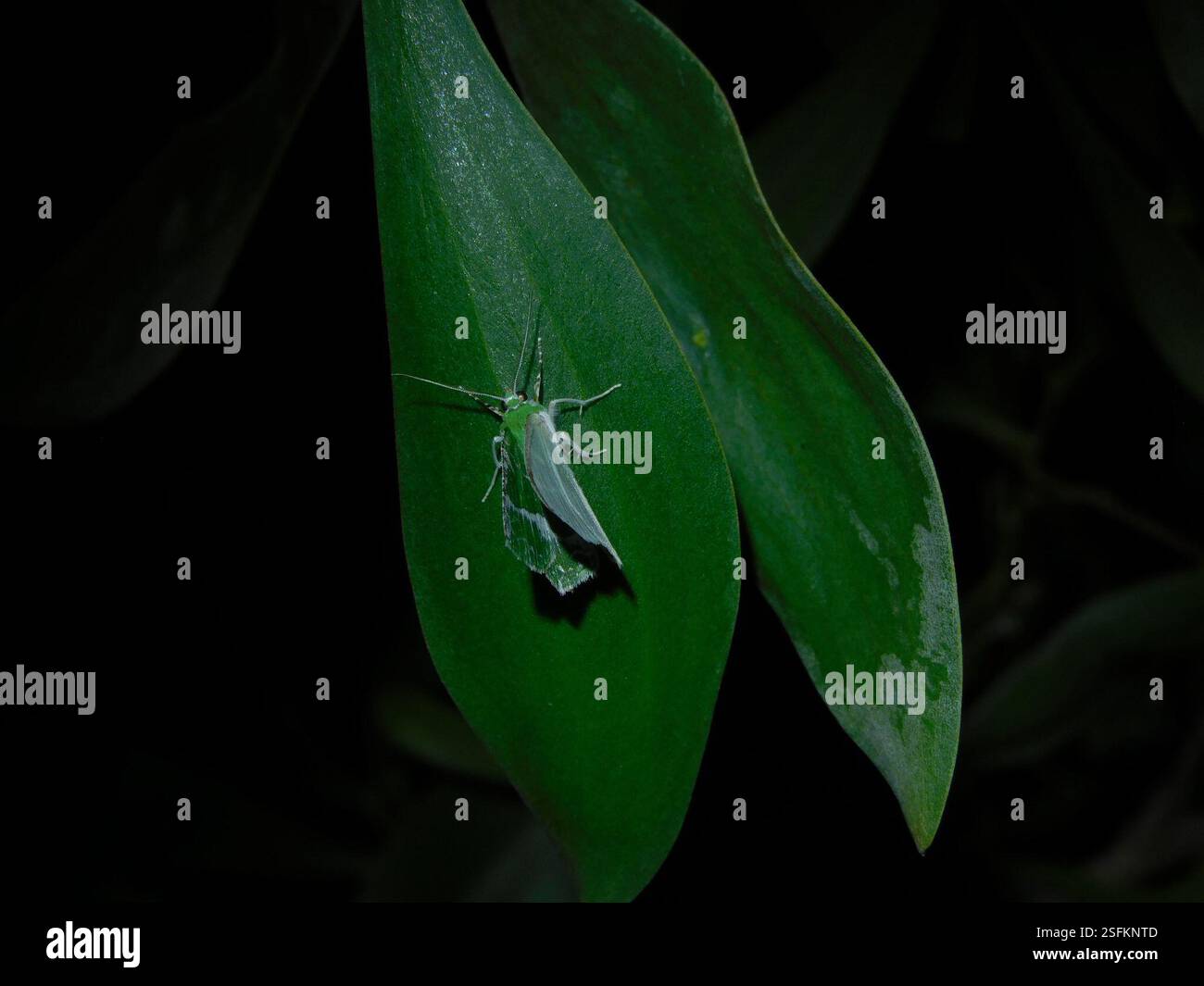 Lacy Emerald (Eucyclodes insperata), Insecta, Hobart TAS, Australia ...