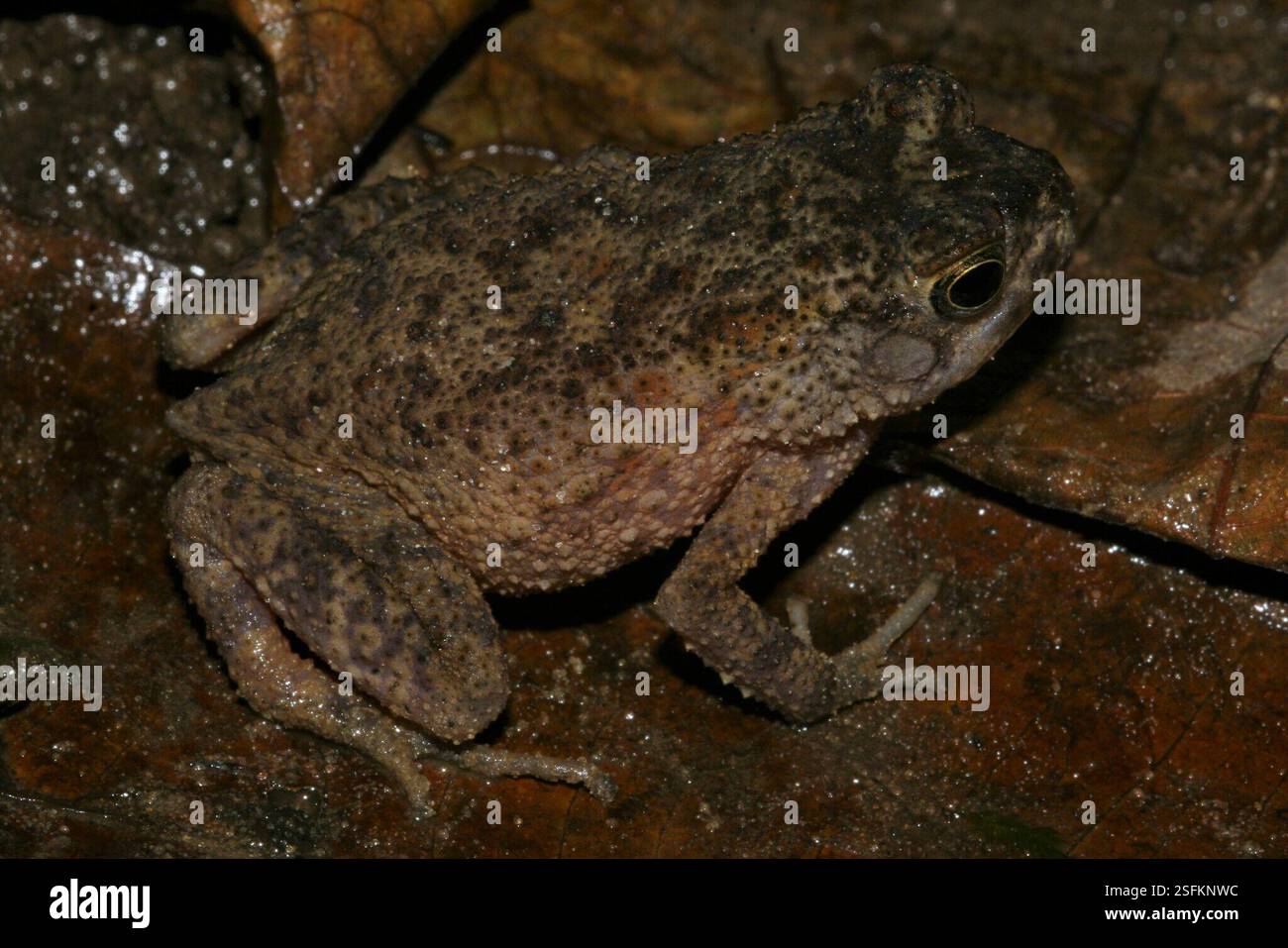 French Congo Toad (Sclerophrys gracilipes), Amphibia, Madingo-Kayes ...