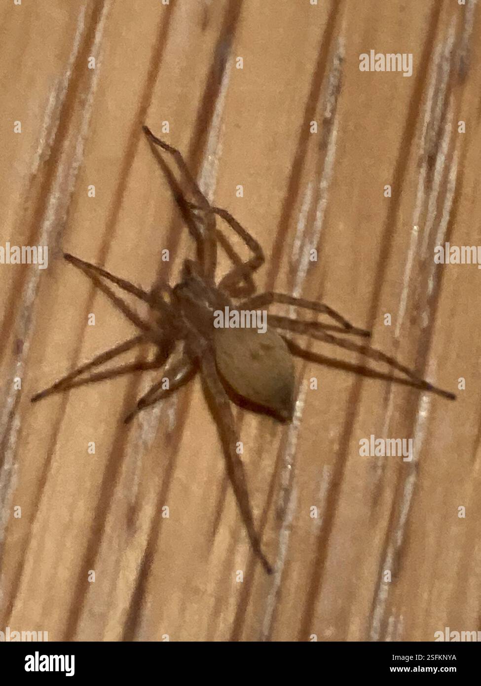 Anyphaena numida hi-res stock photography and images - Alamy