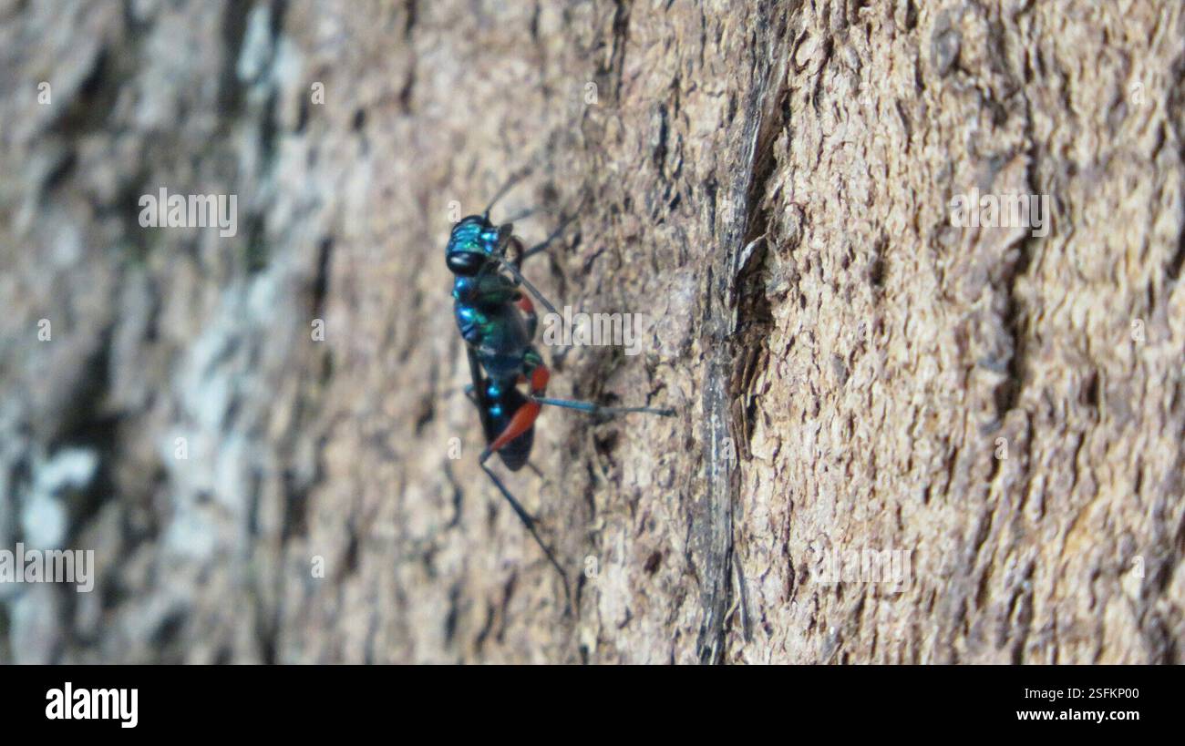 Emerald Cockroach Wasp (Ampulex compressa), Insecta, Краби, Таиланд ...