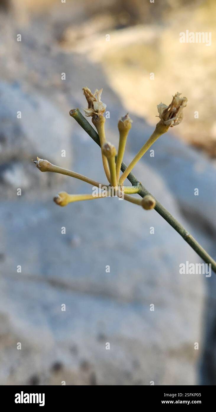 rush milkweed (Asclepias subulata), Plantae, Indio, CA, USA Stock Photo ...