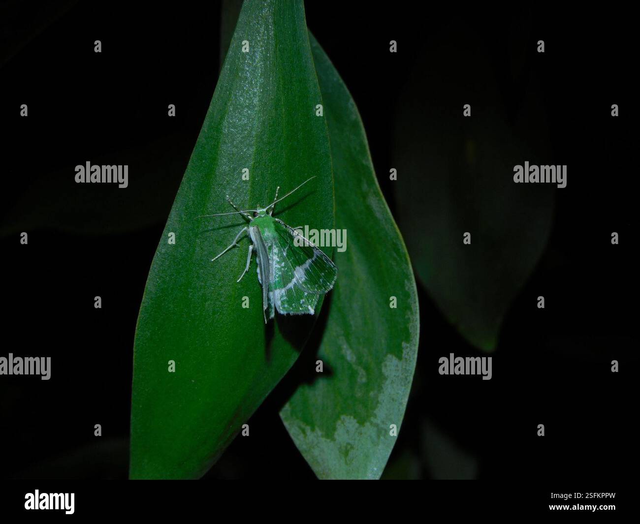 Lacy Emerald (Eucyclodes insperata), Insecta, Hobart TAS, Australia ...